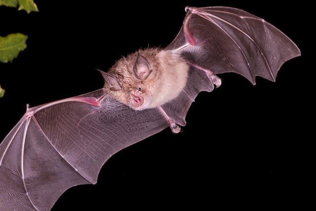 Research Focus: From splicing in horseshoe bats to the efficacy of ...