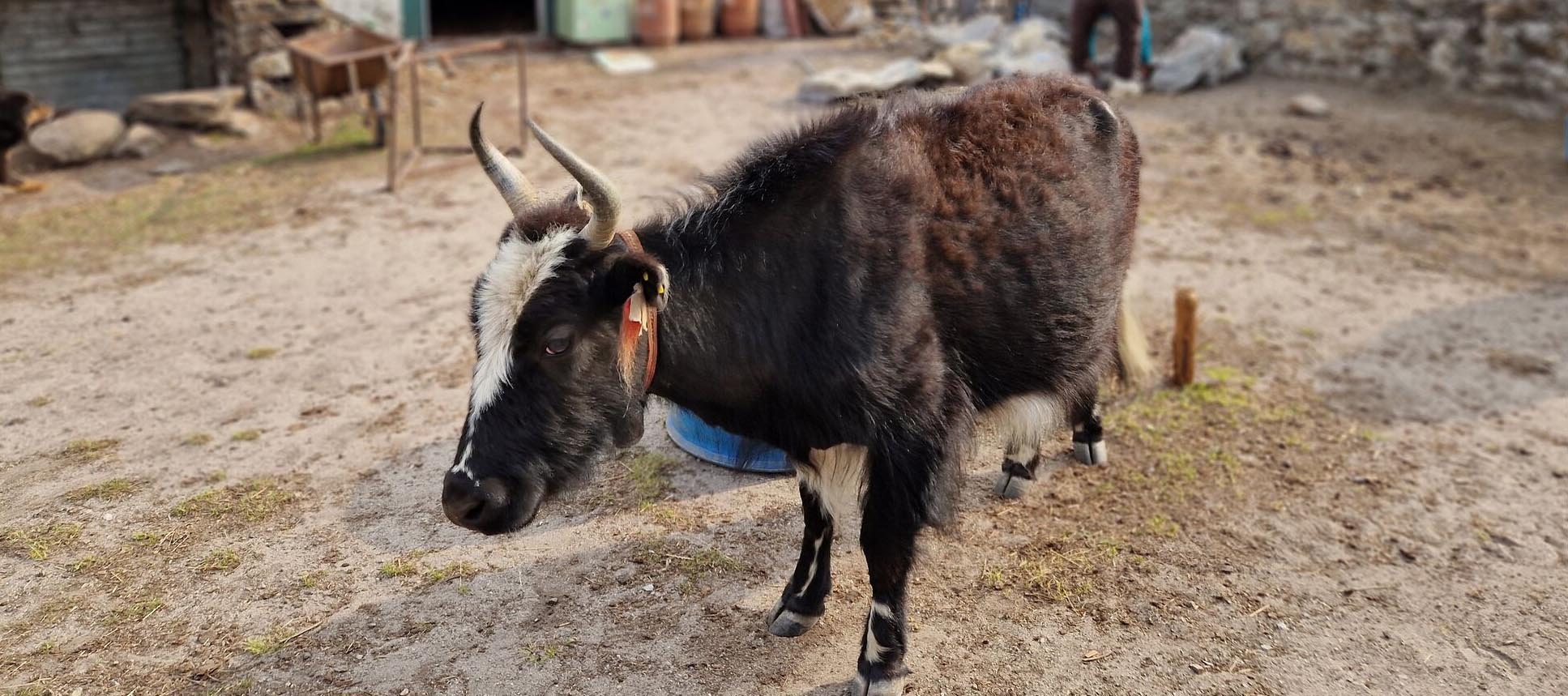 Understanding antimicrobial resistance in Yak milk microbiomes ...