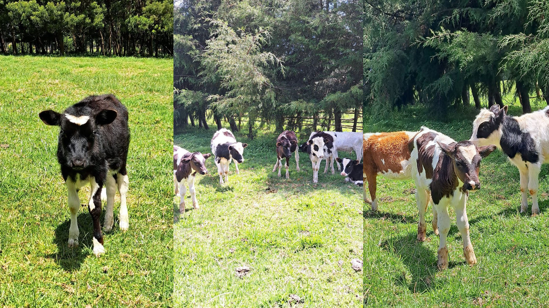 Research Focus: From nematodes in Kenyan dairy calves to respiratory ...
