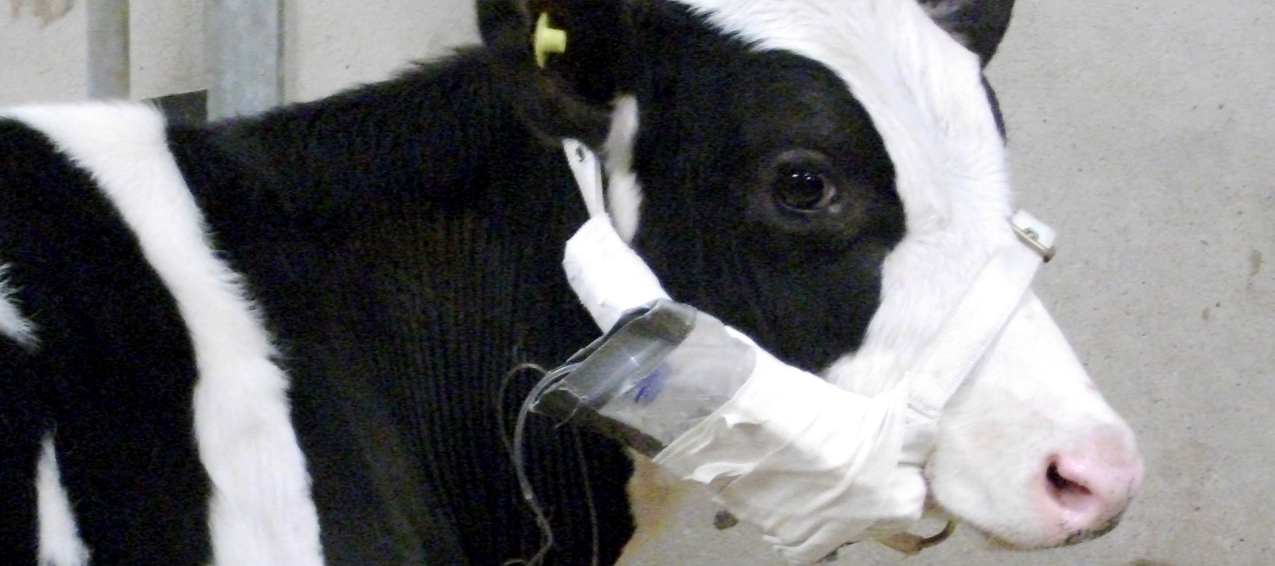 Role of dendritic cells in the adaptive immune response of cattle ...