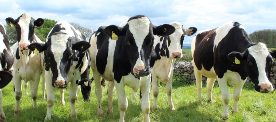 Unraveling cattle immunity: the role of epigenetic markers | Edinburgh ...